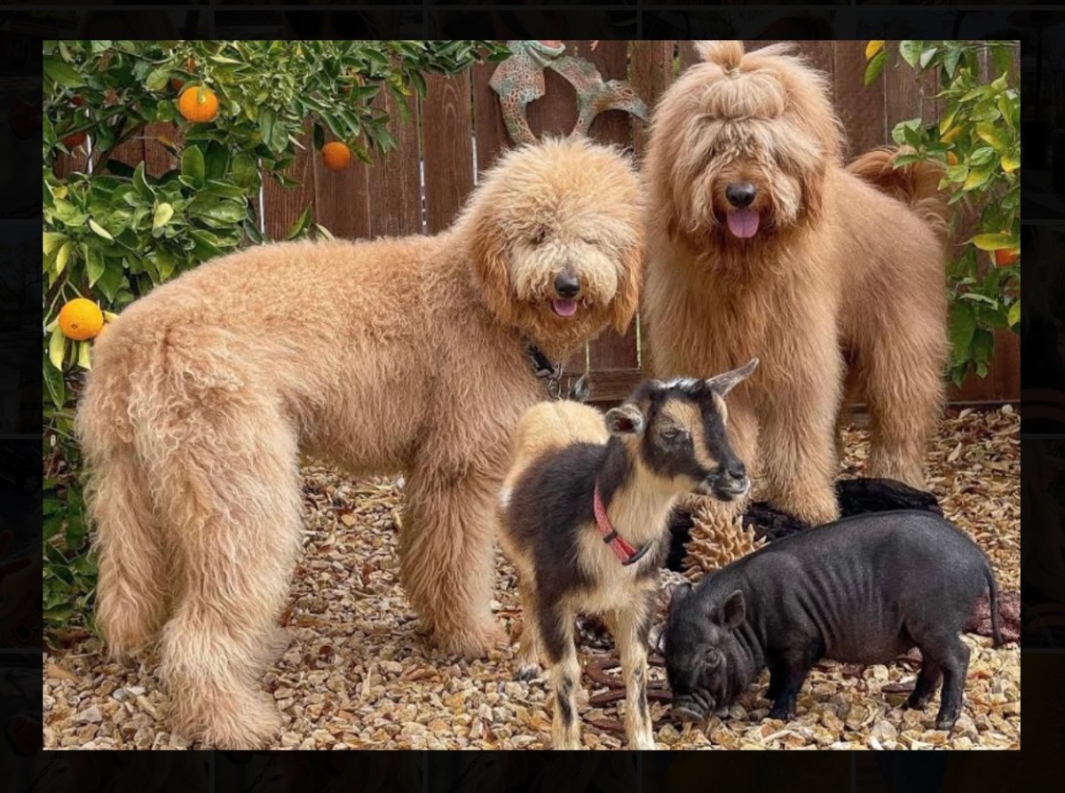 Orange County Mom Rachele Sweetser’s Love For Animals During Covid ...