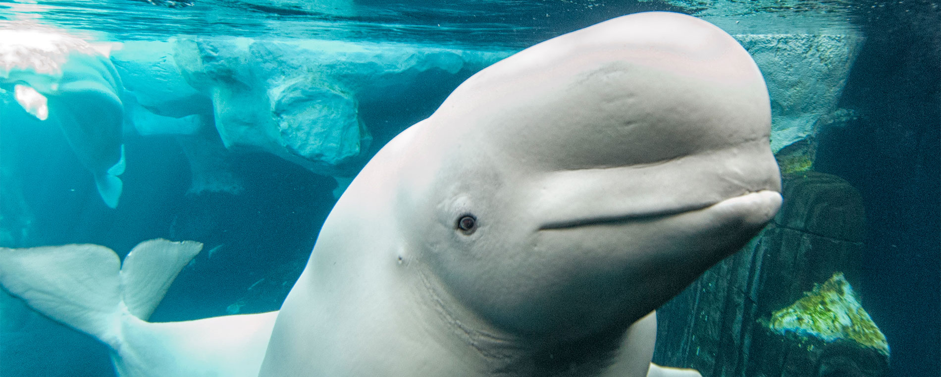 SeaWorld Rescues OVER 36,000 Animals and Counting – Be Inspired! …and ...