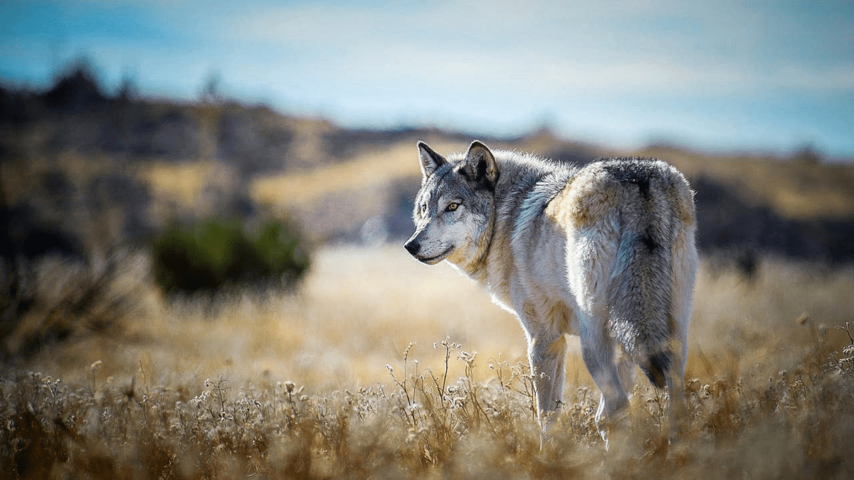 WOLF WEEK COMES TO LOS ANGELES – Be Inspired! …and Get ArtQuenched!